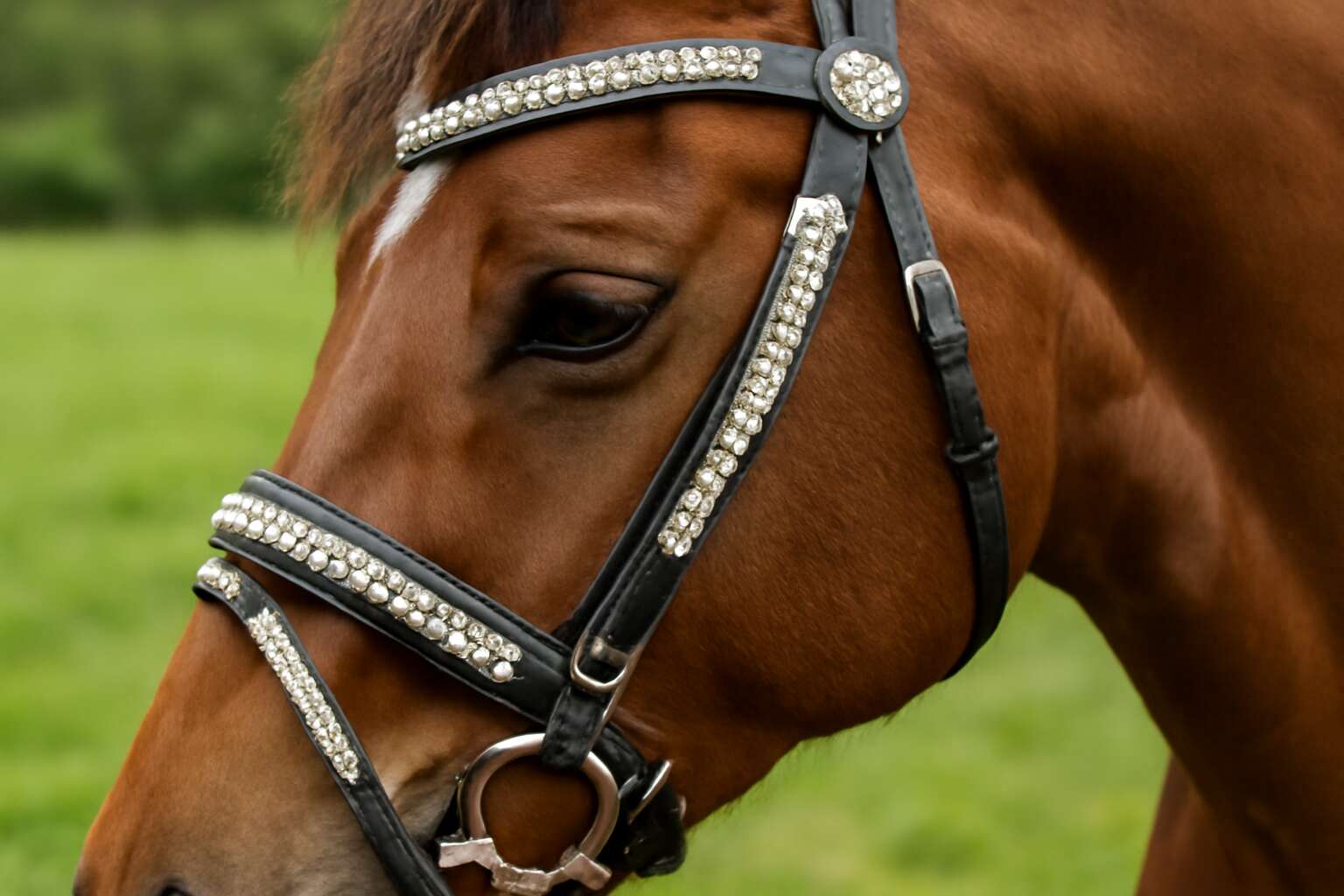 How to Bling Horse Tack: Stunning Tips to Add Sparkle and Style to Your ...